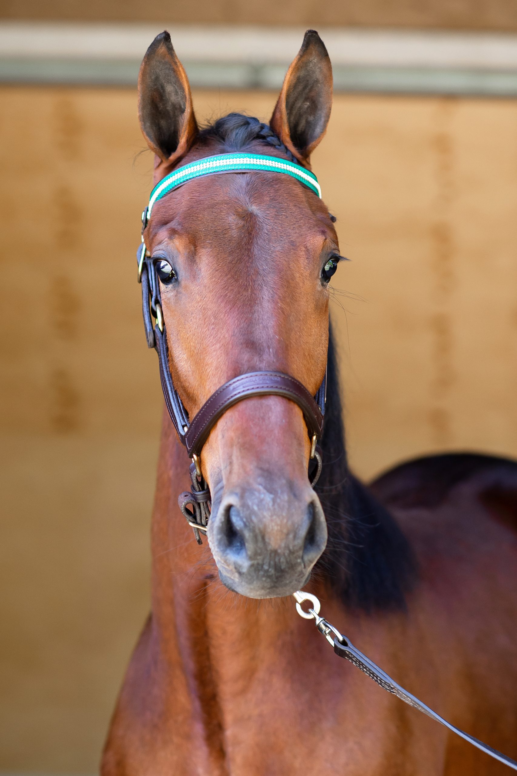 First One Out - Menhammar OnlineSales