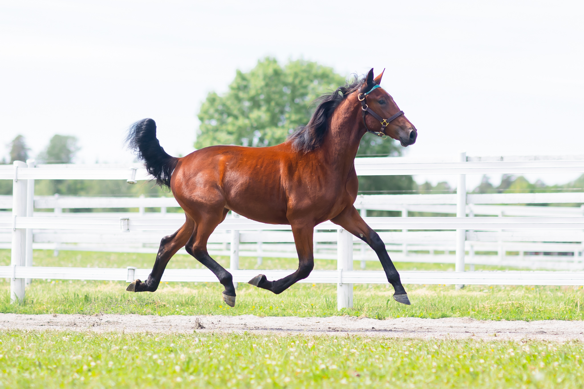 First One Out - Menhammar OnlineSales