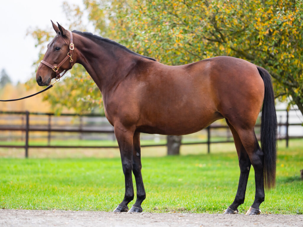 Teehee - Menhammar OnlineSales