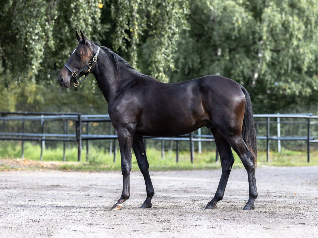 Mirage Ultra - Menhammar Online Sales