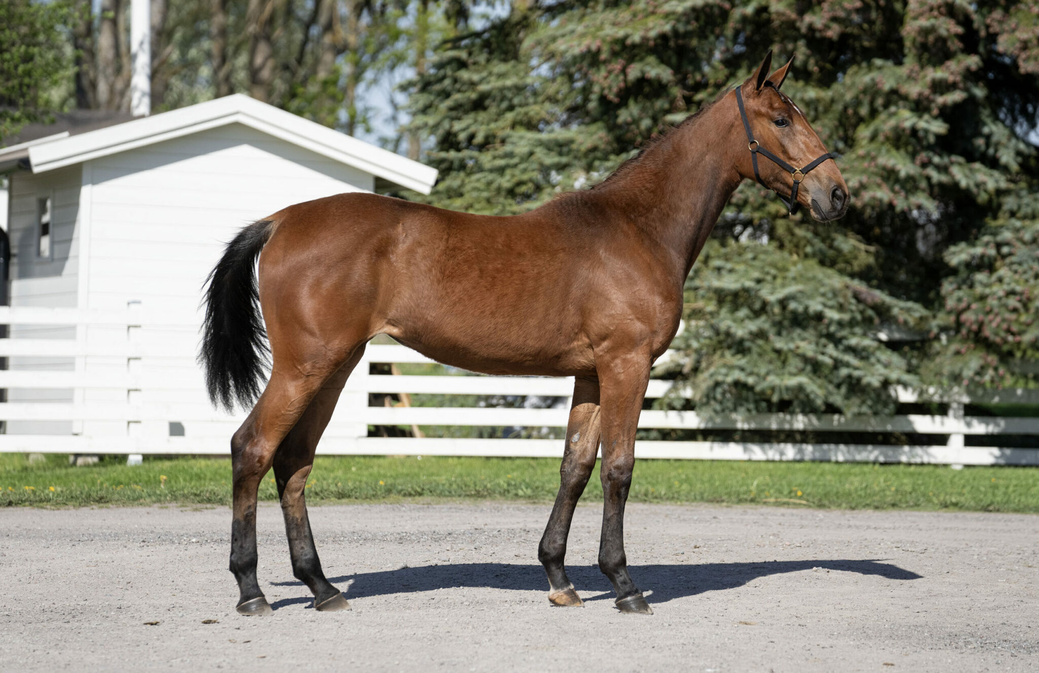 January - Menhammar OnlineSales