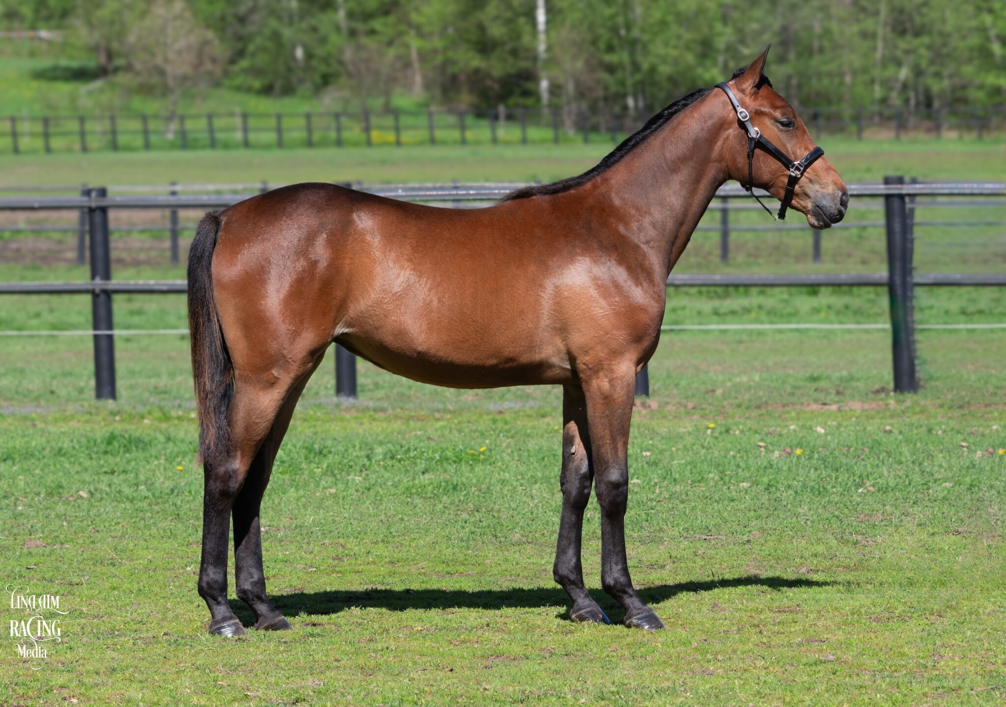 Mireya Wibb - Menhammar OnlineSales