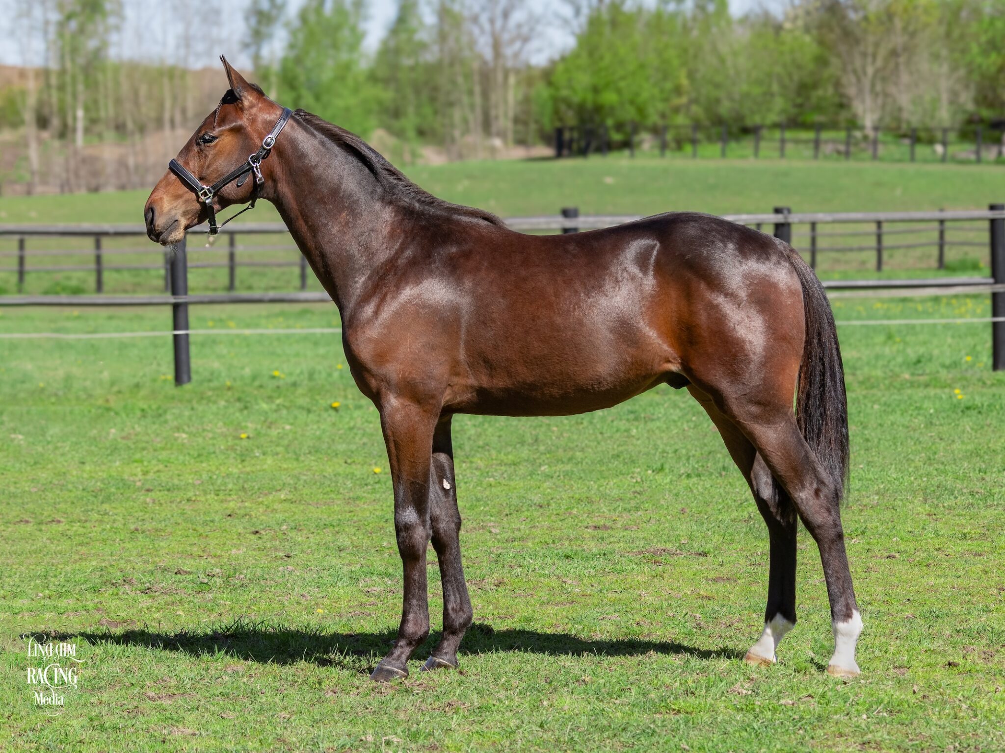 Royal Wibb - Menhammar OnlineSales