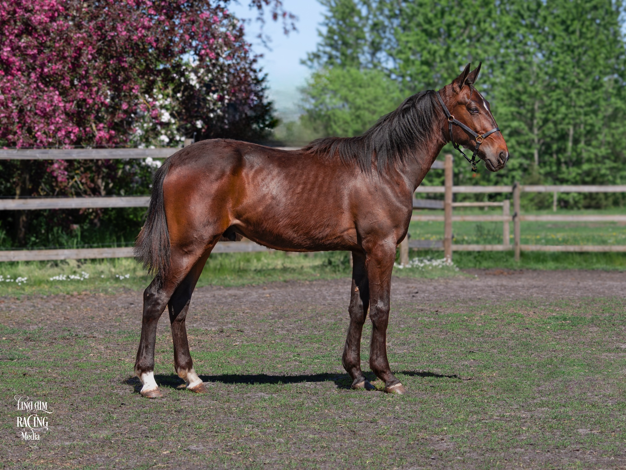 Reigo Boko - Menhammar OnlineSales