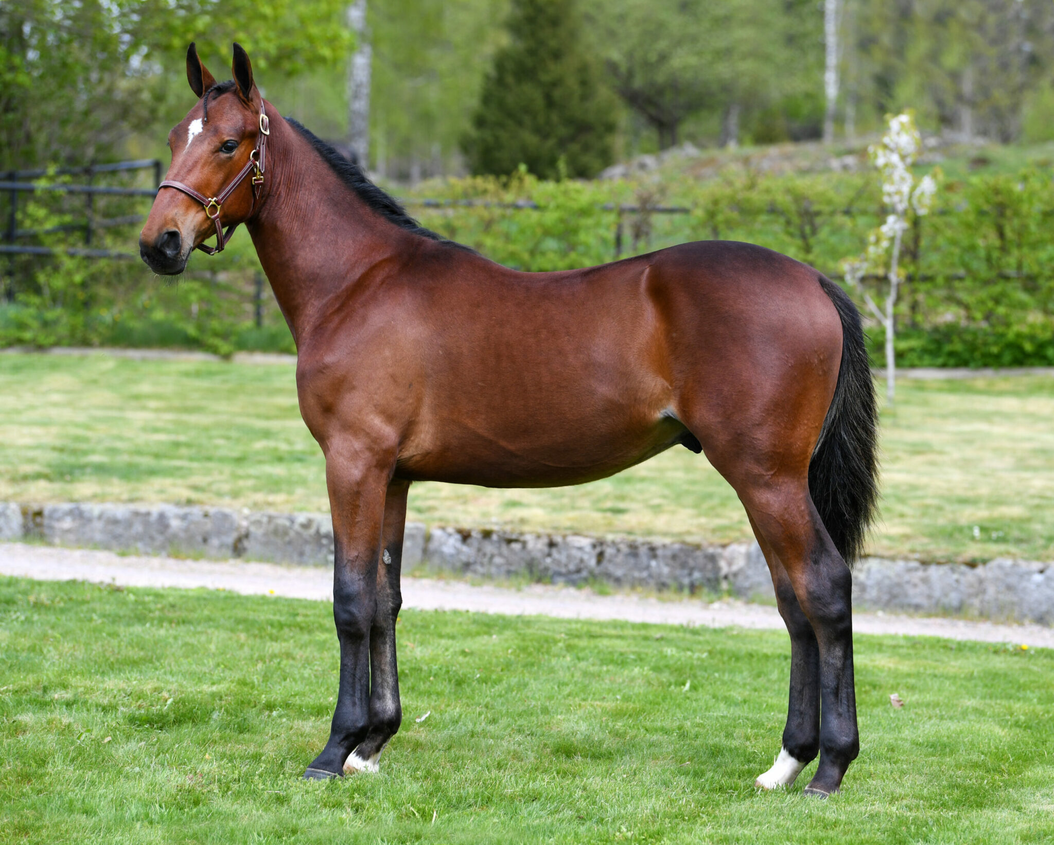 Com Best - Menhammar OnlineSales