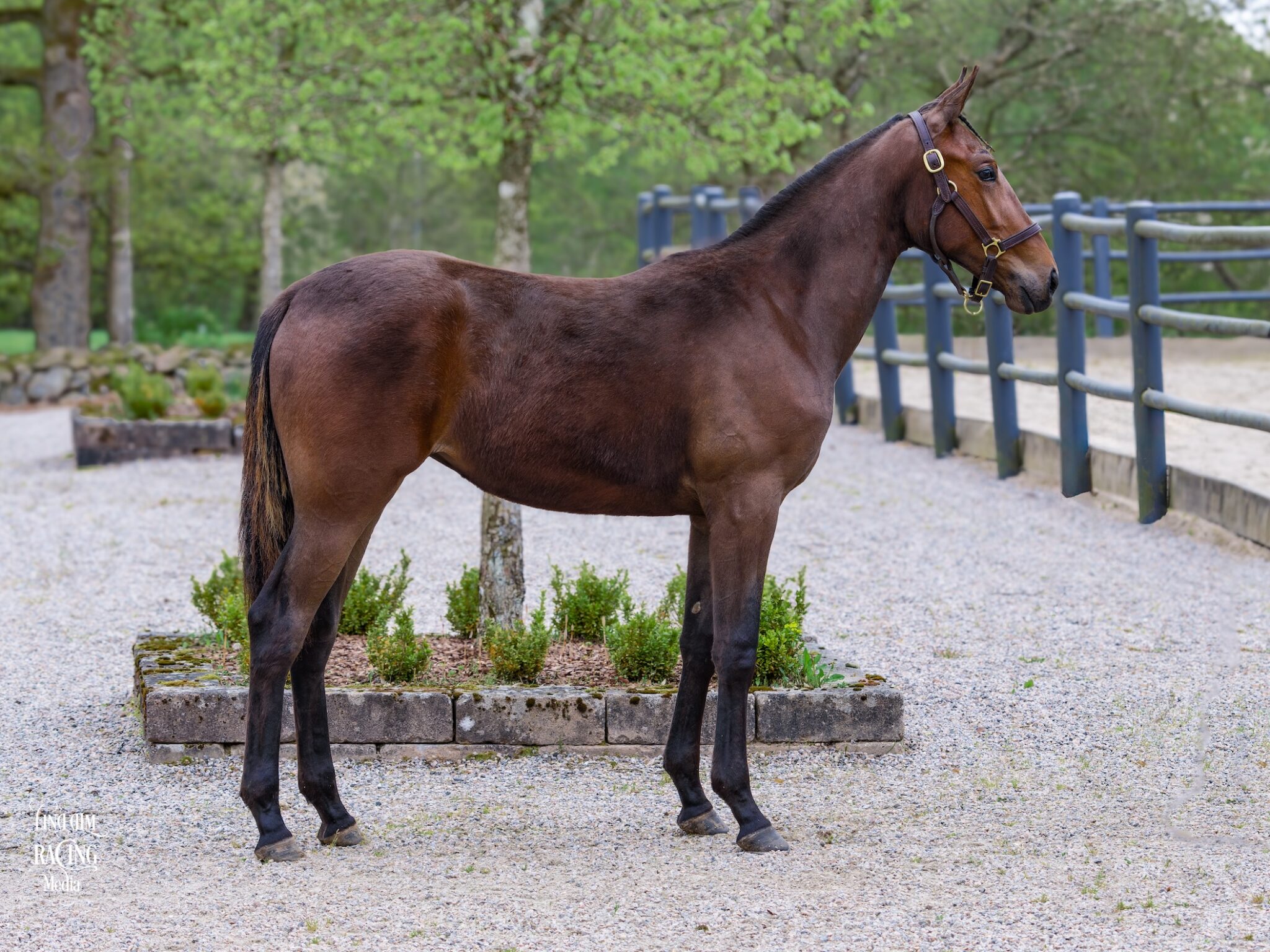 Agge La Roque - Menhammar OnlineSales