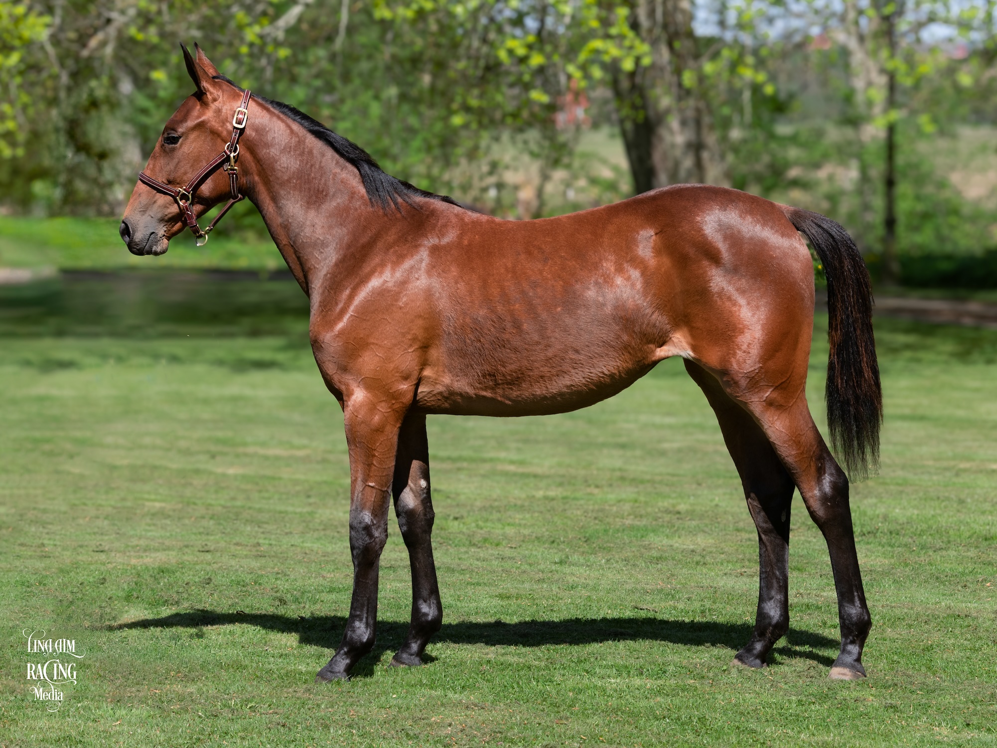 Double Wine - Menhammar OnlineSales