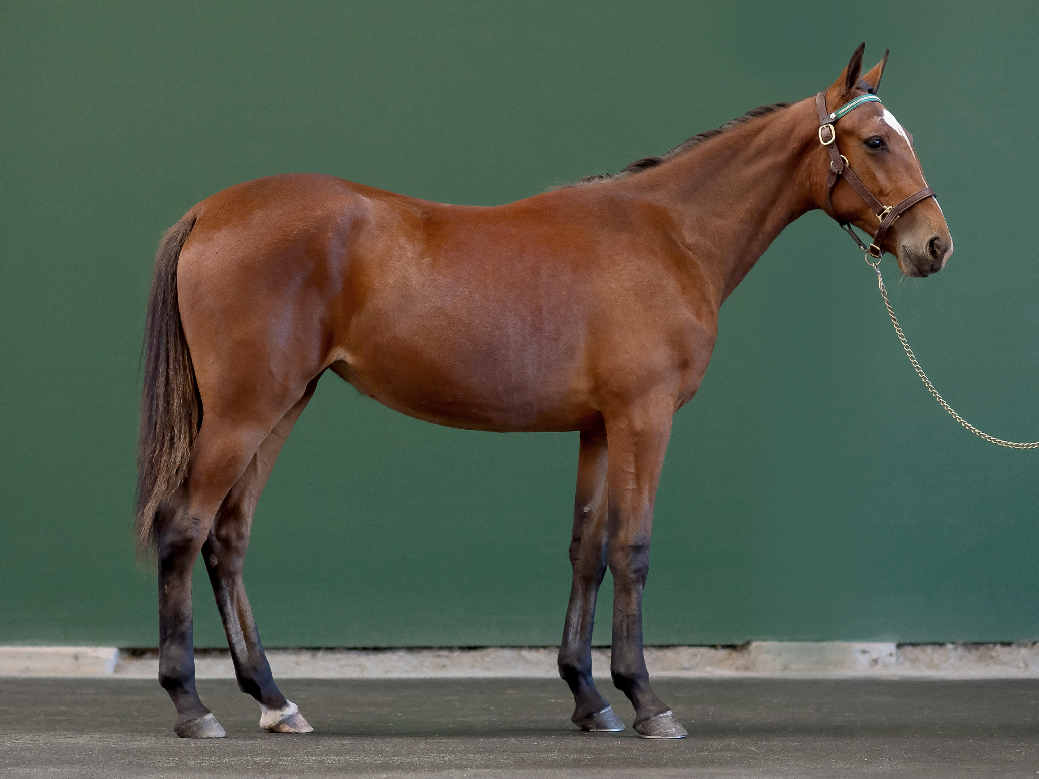 Icko Icko - Menhammar OnlineSales