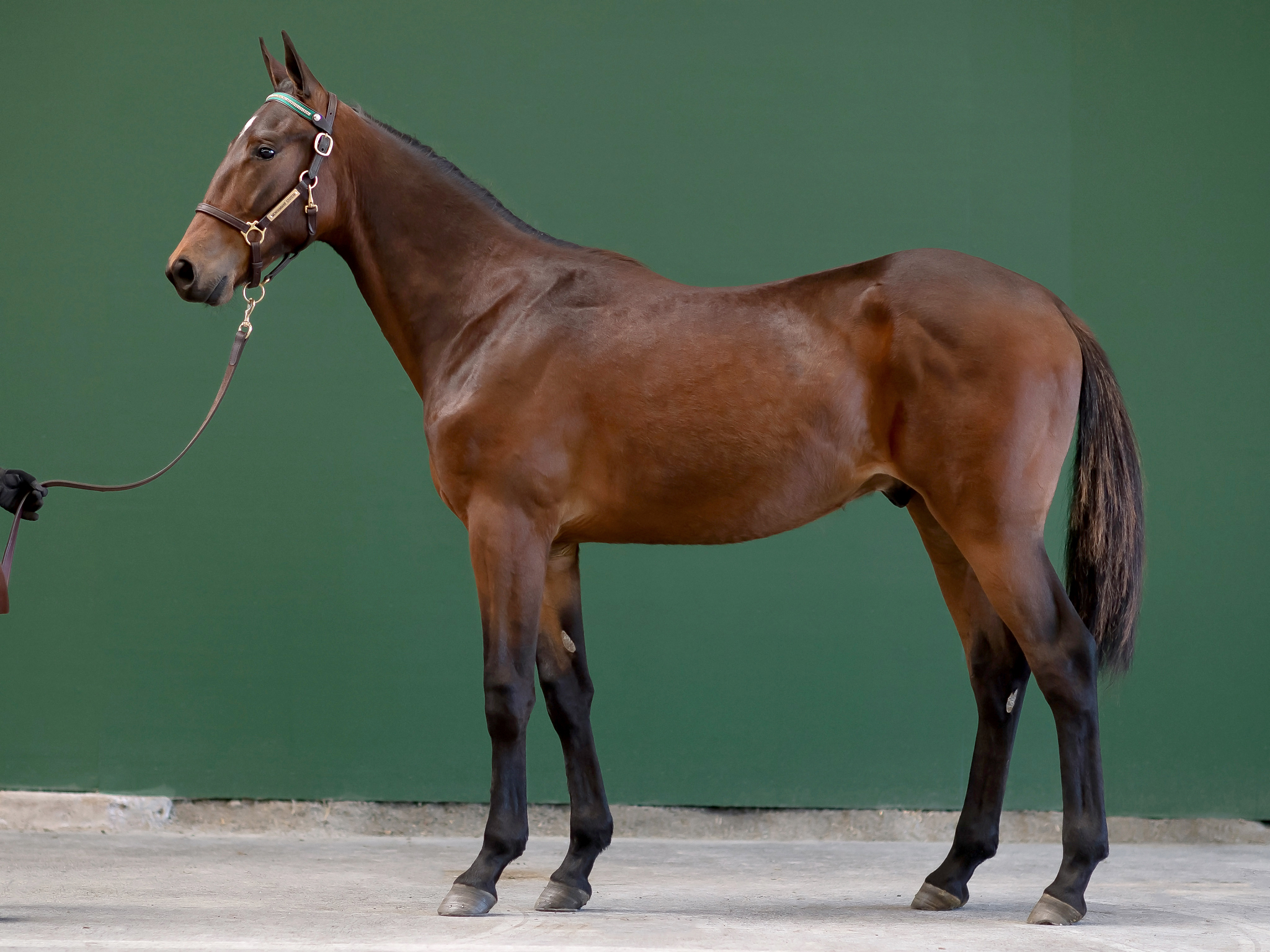 Ilsken - Menhammar OnlineSales