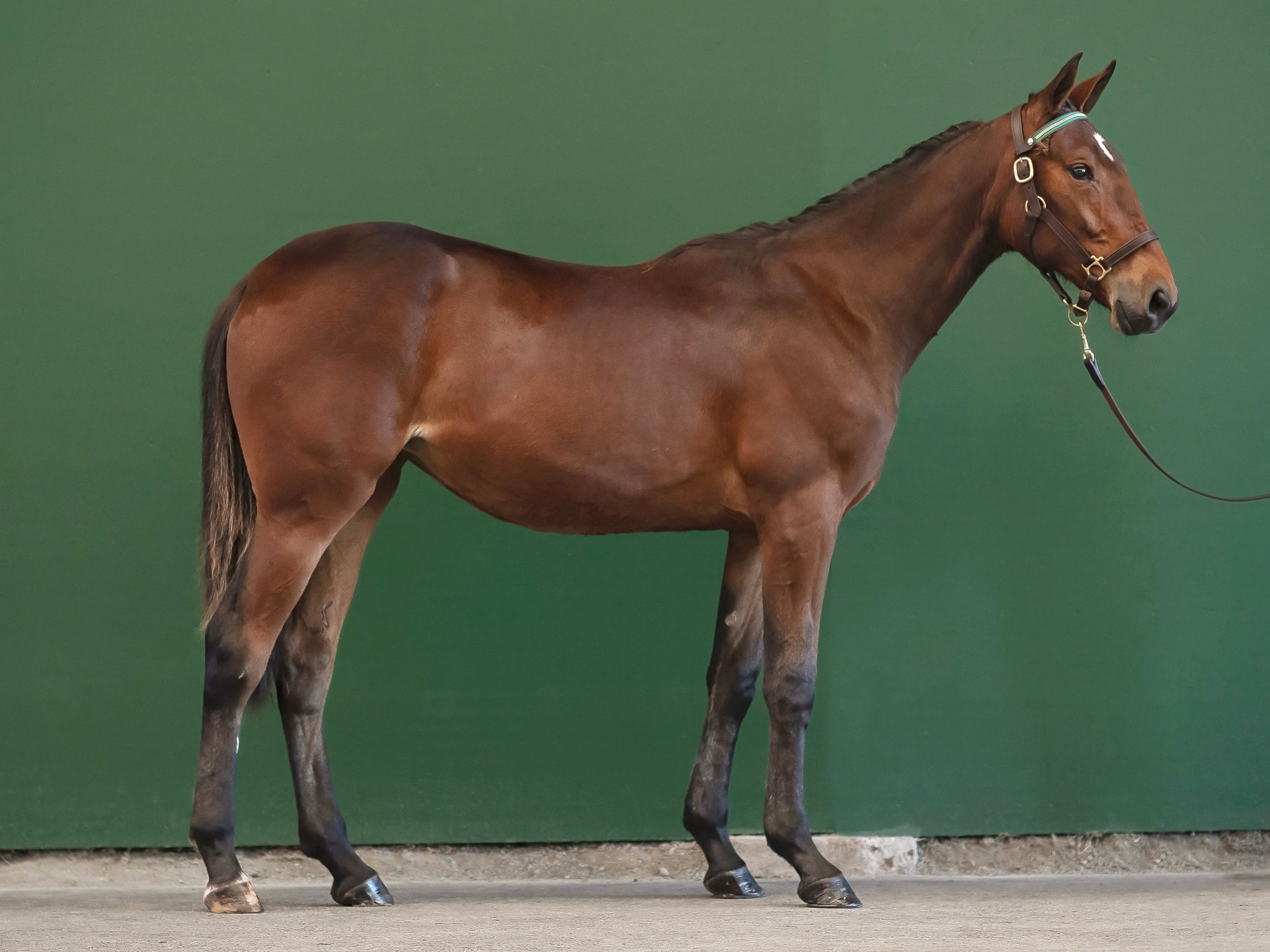 Immortal - Menhammar OnlineSales