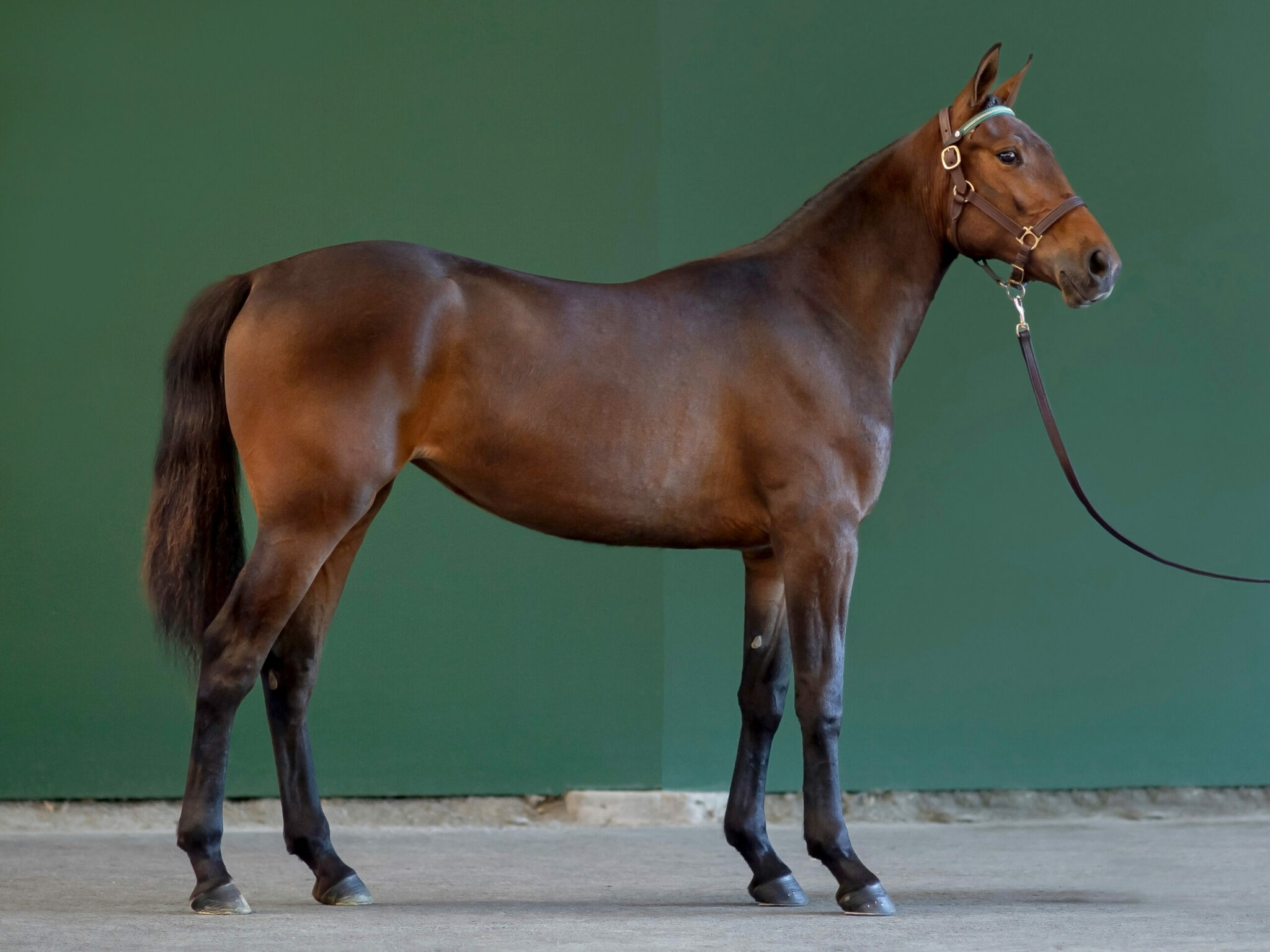 Impeccable Manners - Menhammar OnlineSales