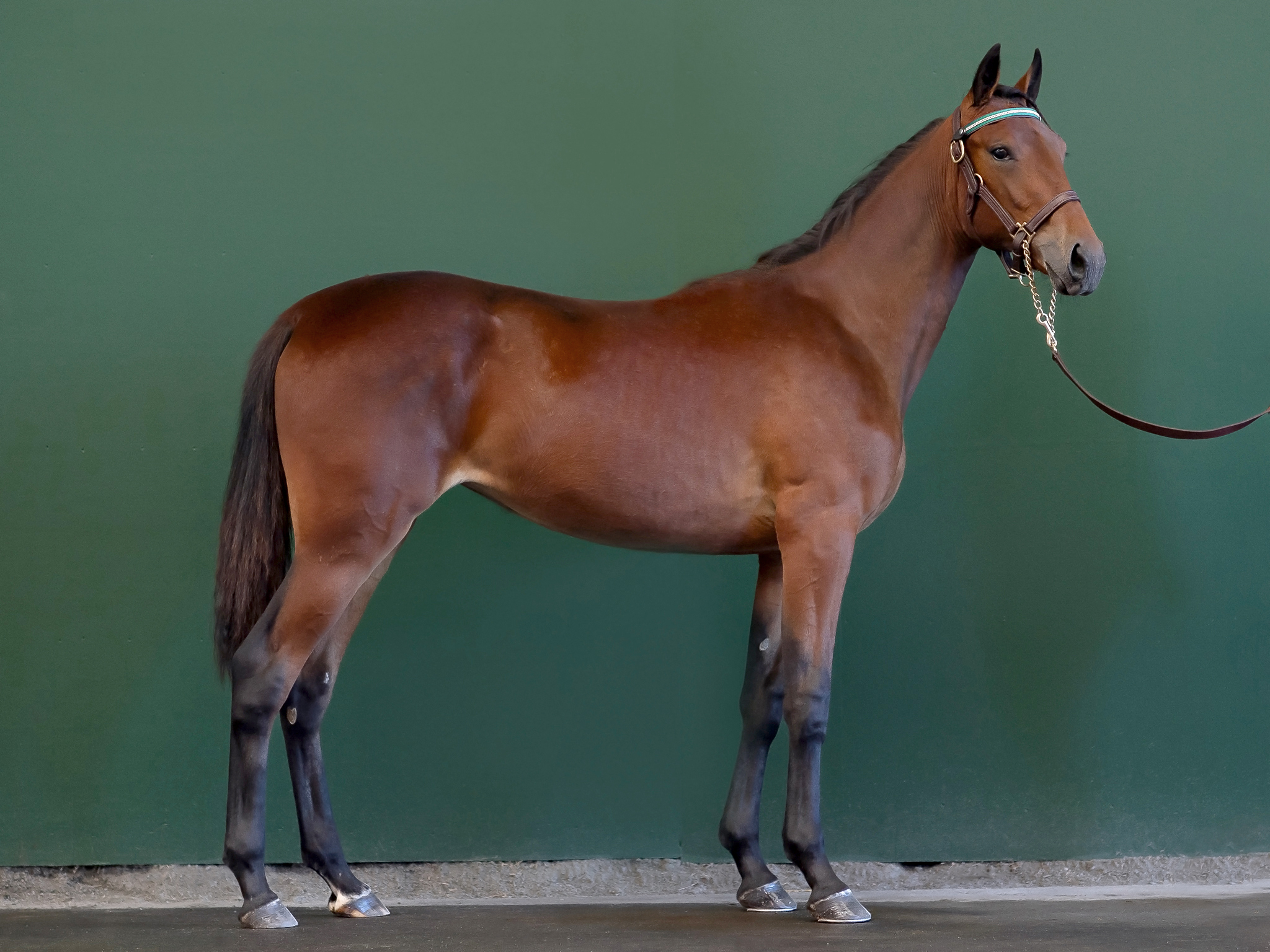 Impertinent - Menhammar OnlineSales