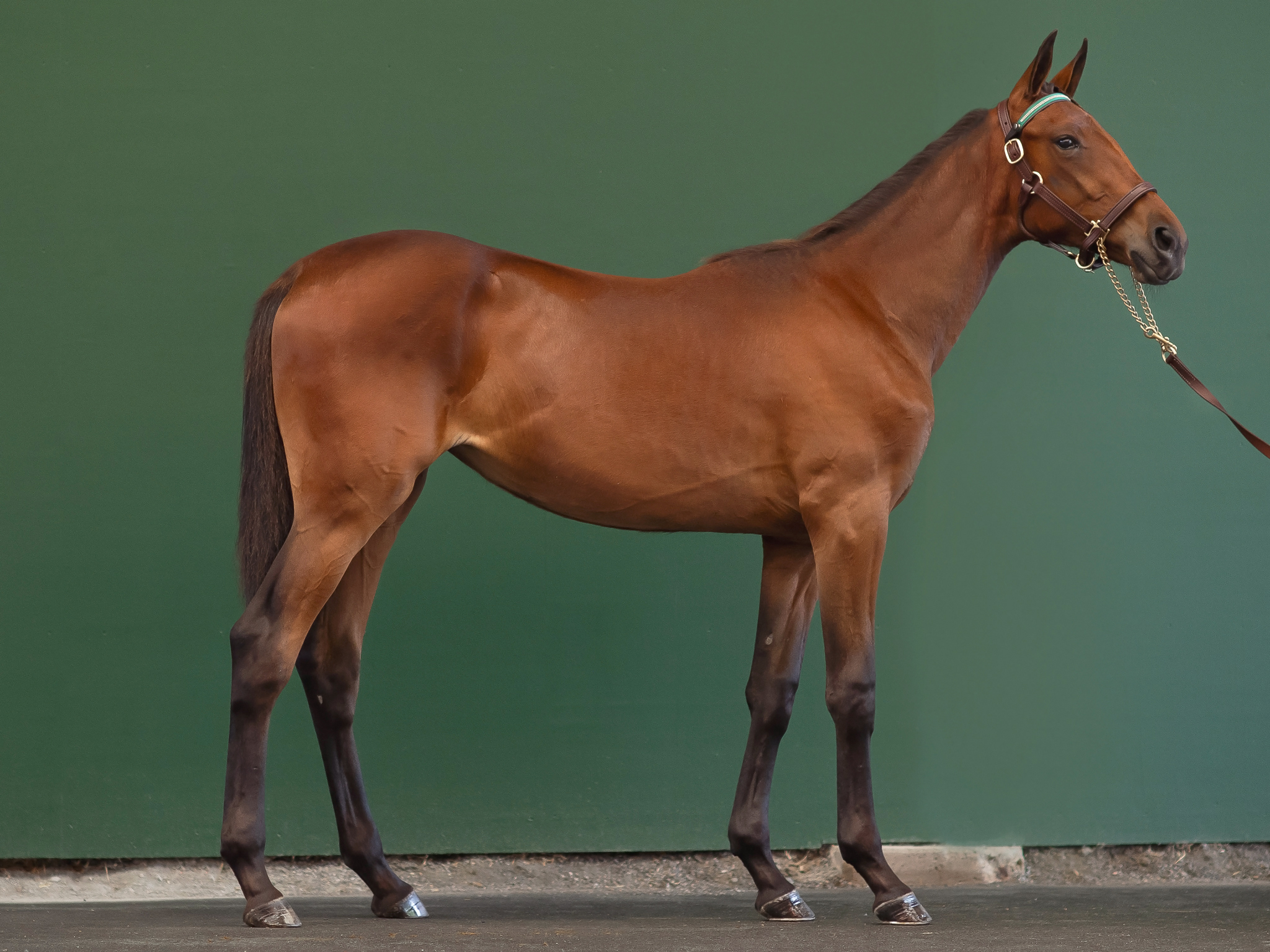 In Good Faith - Menhammar OnlineSales