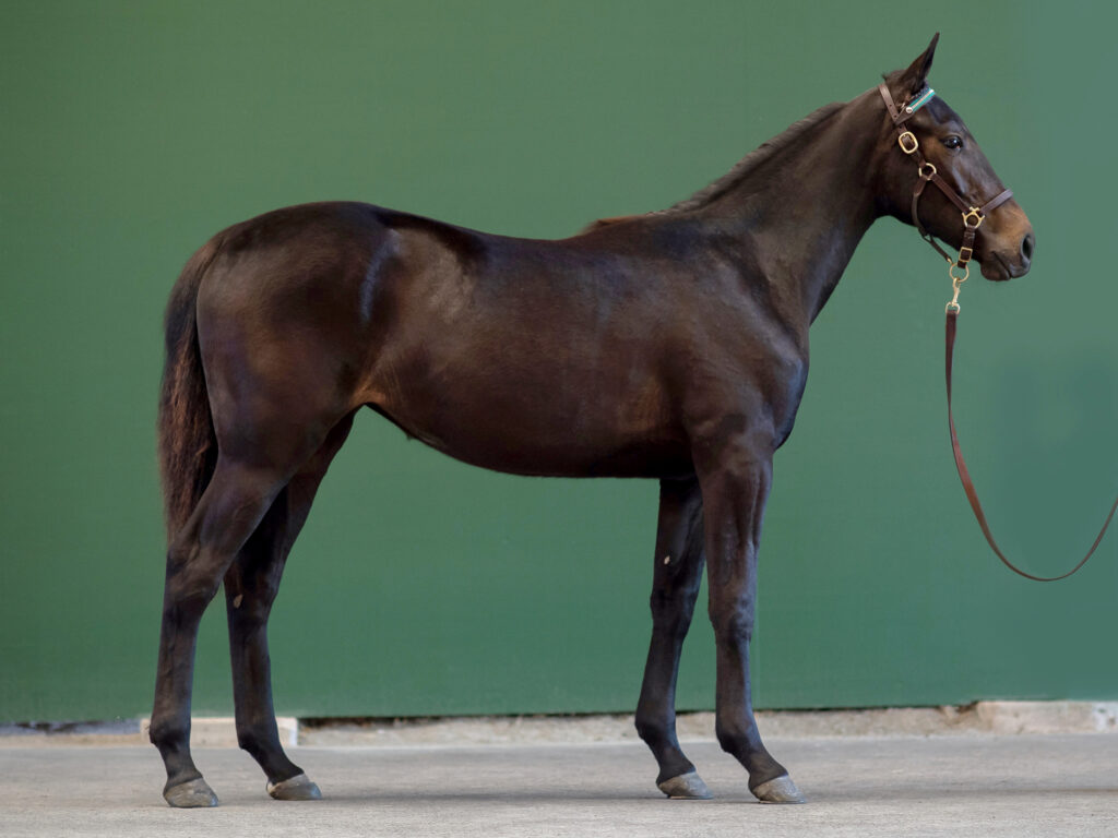 Indisputable - Menhammar OnlineSales