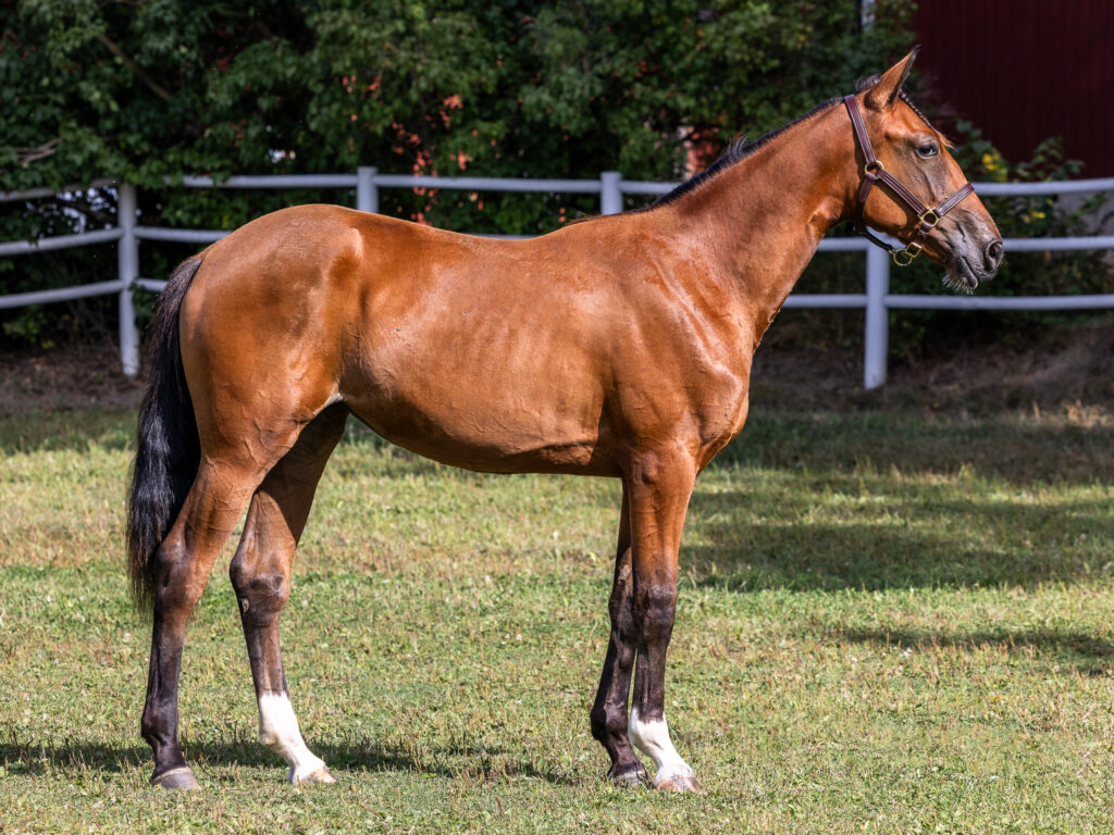 Miss Chevy Lexi - Menhammar OnlineSales