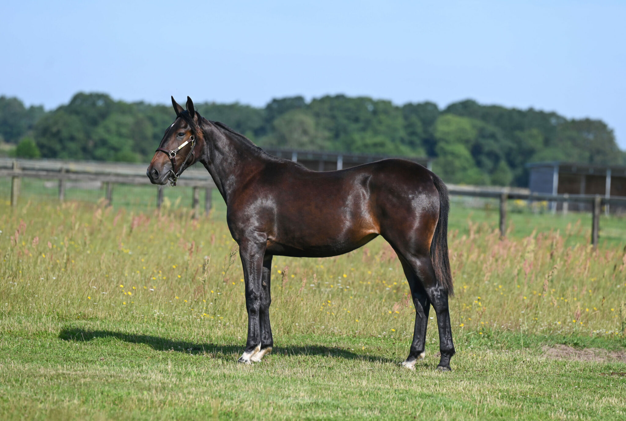 Fools Game - Menhammar OnlineSales