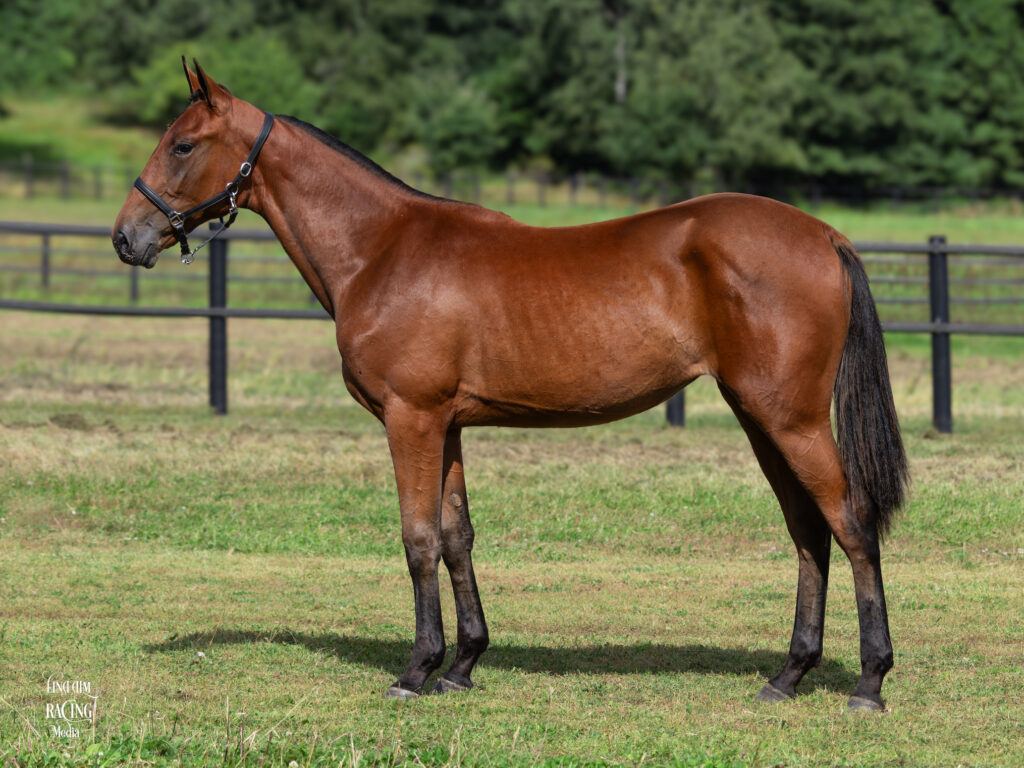 Katla Wibb - Menhammar OnlineSales