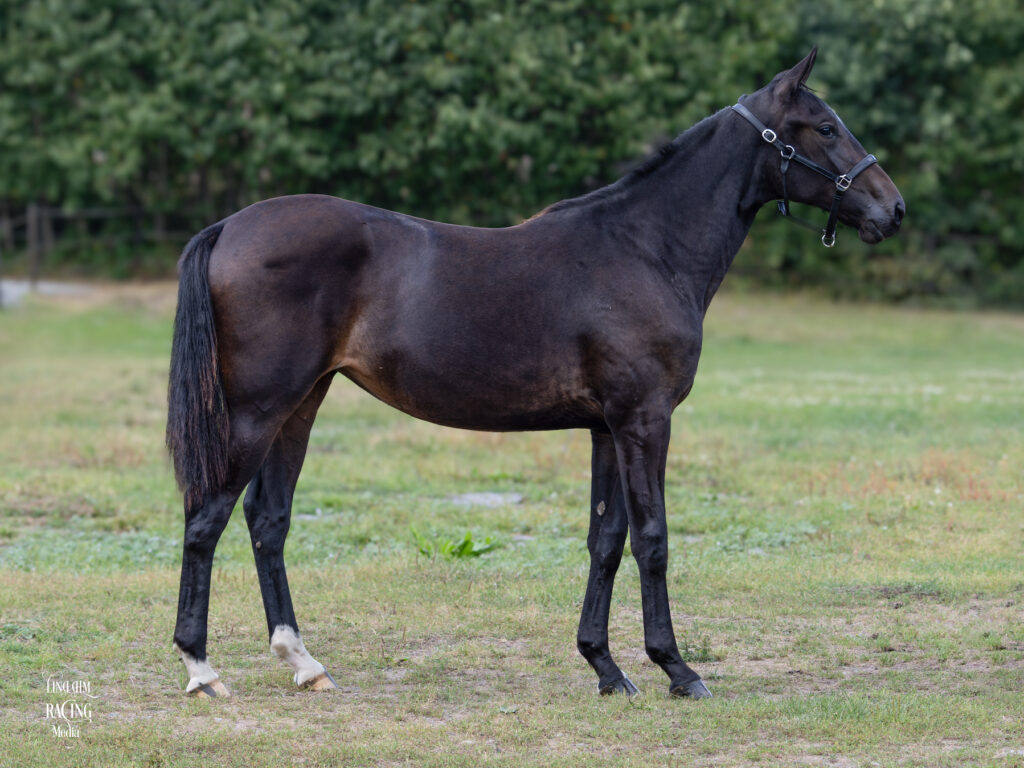 Haley Wibb - Menhammar OnlineSales