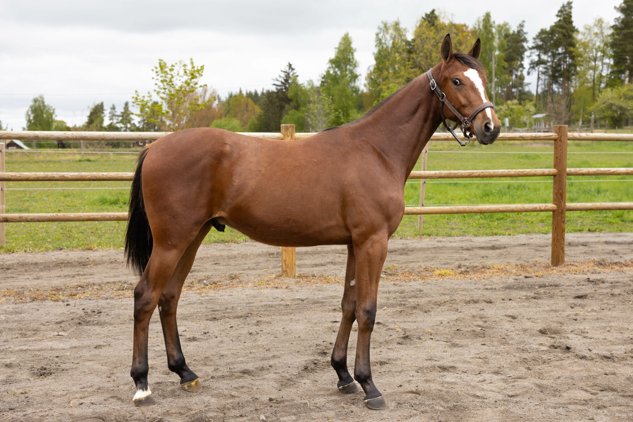 Shine Like Thunder - Menhammar OnlineSales