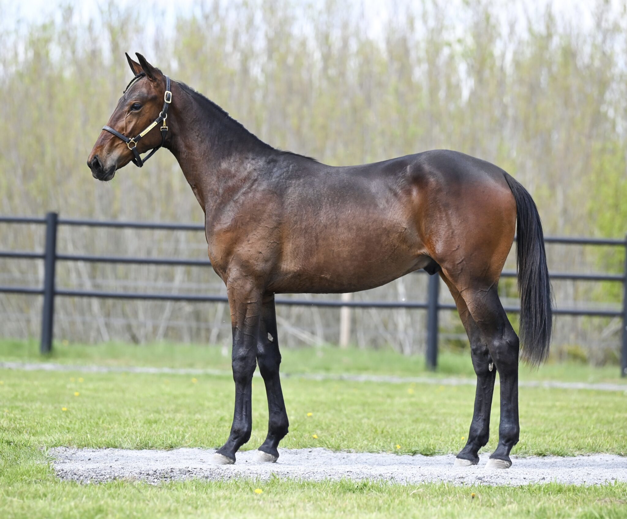 Stringer Bell - Menhammar OnlineSales