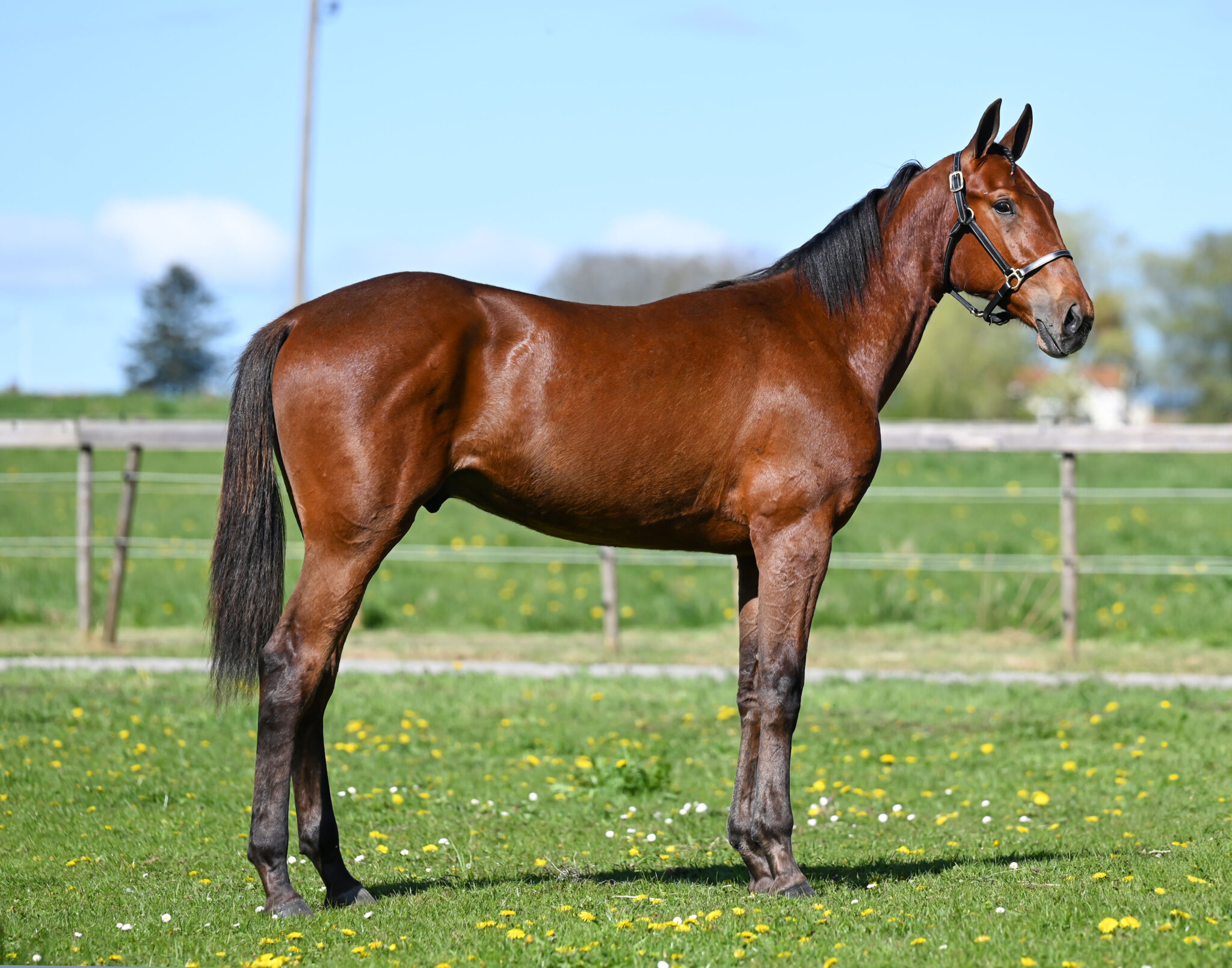 Dante Wibb - Menhammar OnlineSales