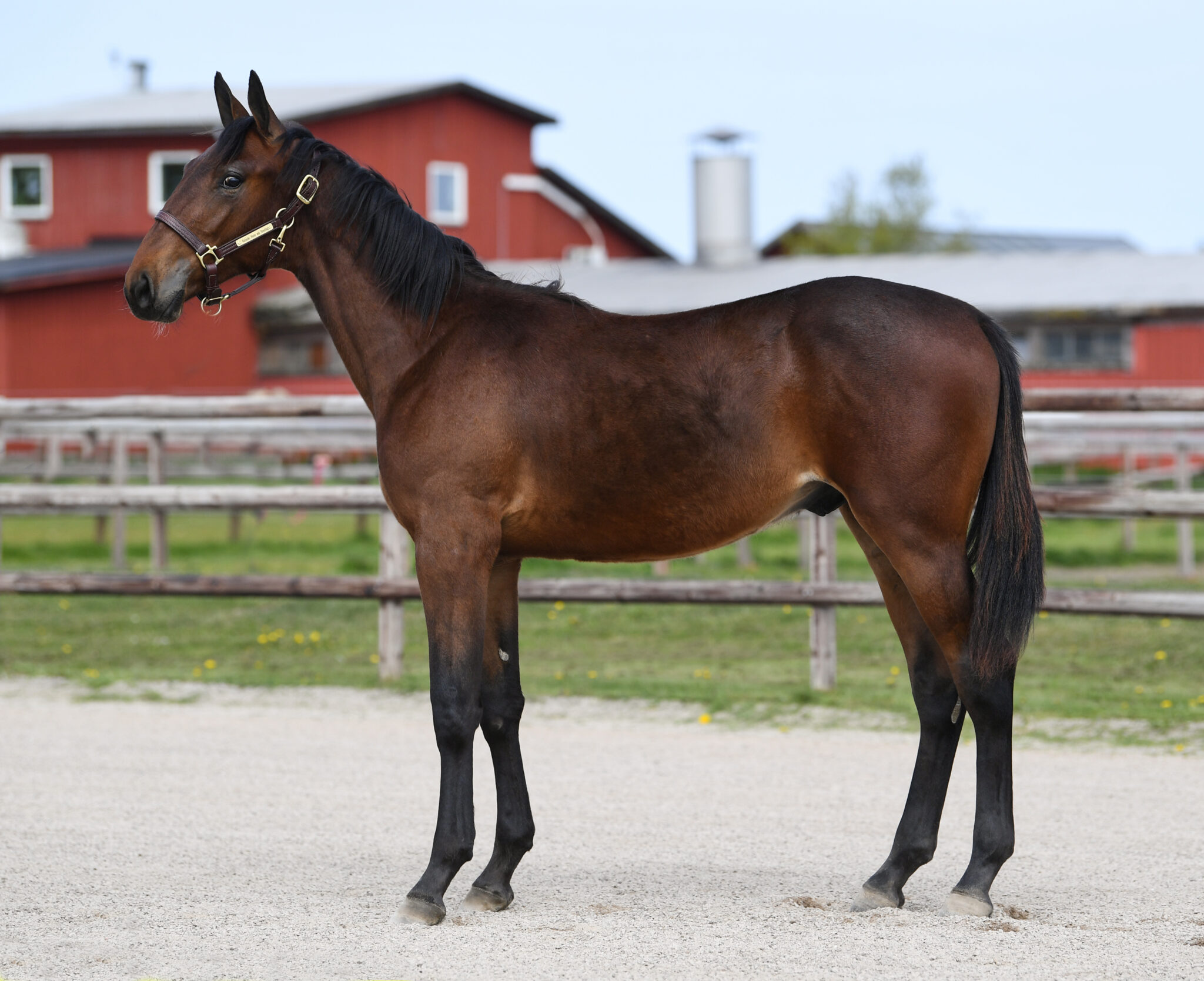 Omar Sy Sisu - Menhammar OnlineSales