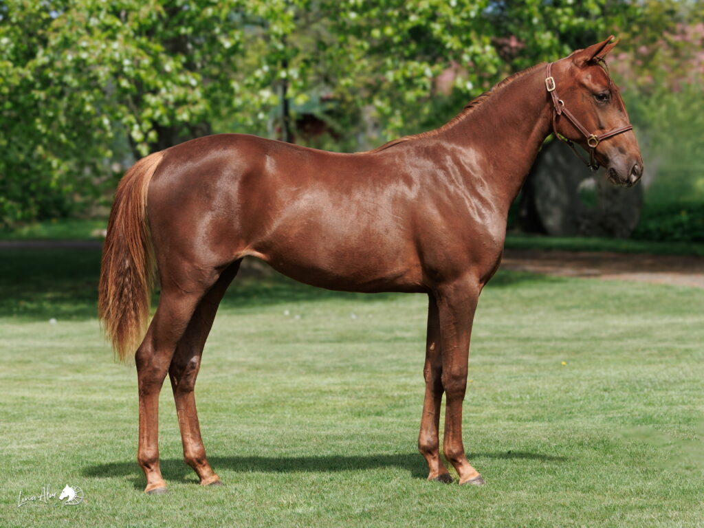 Silverfield MissLi - Menhammar OnlineSales