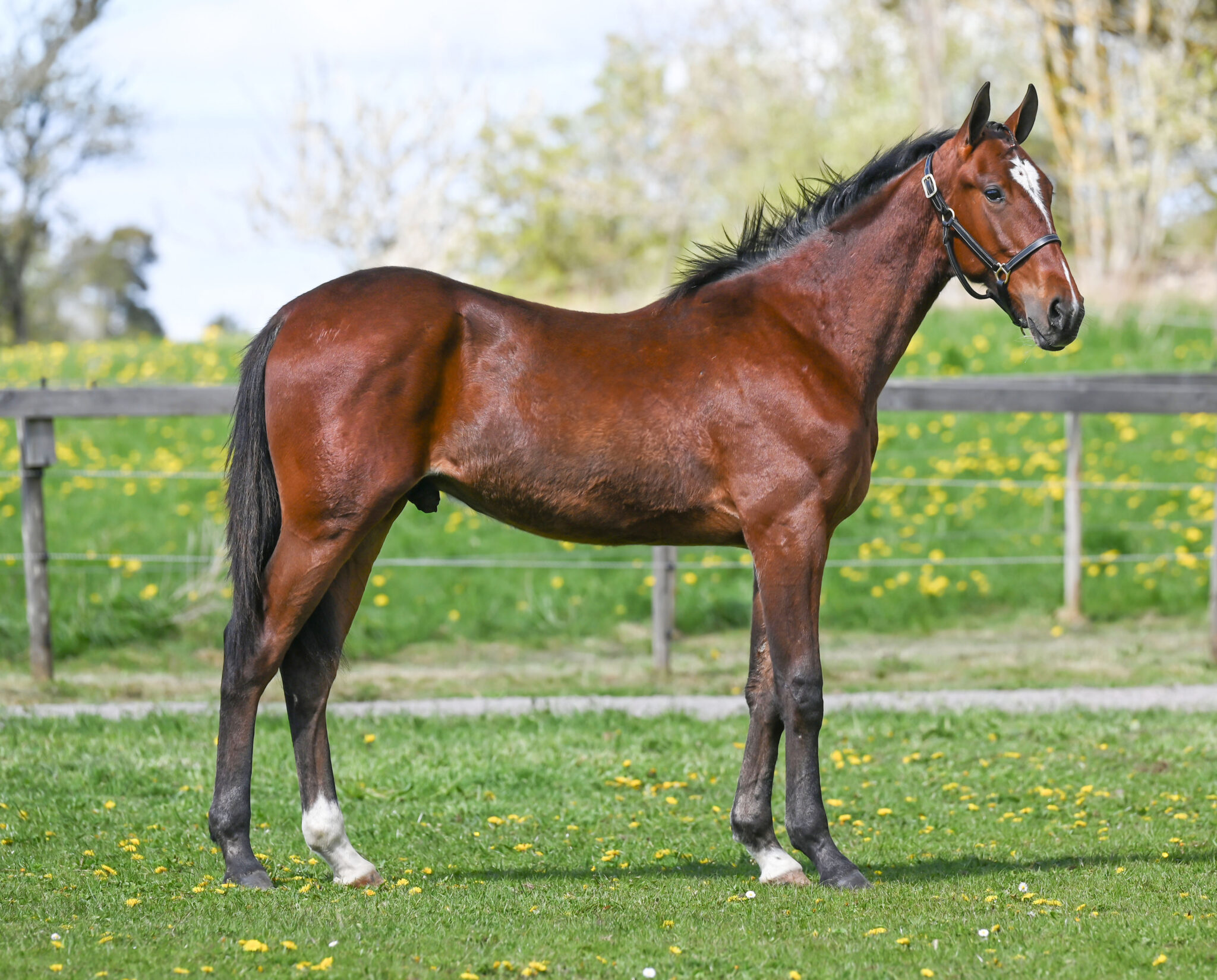 Merkurius Wibb - Menhammar OnlineSales