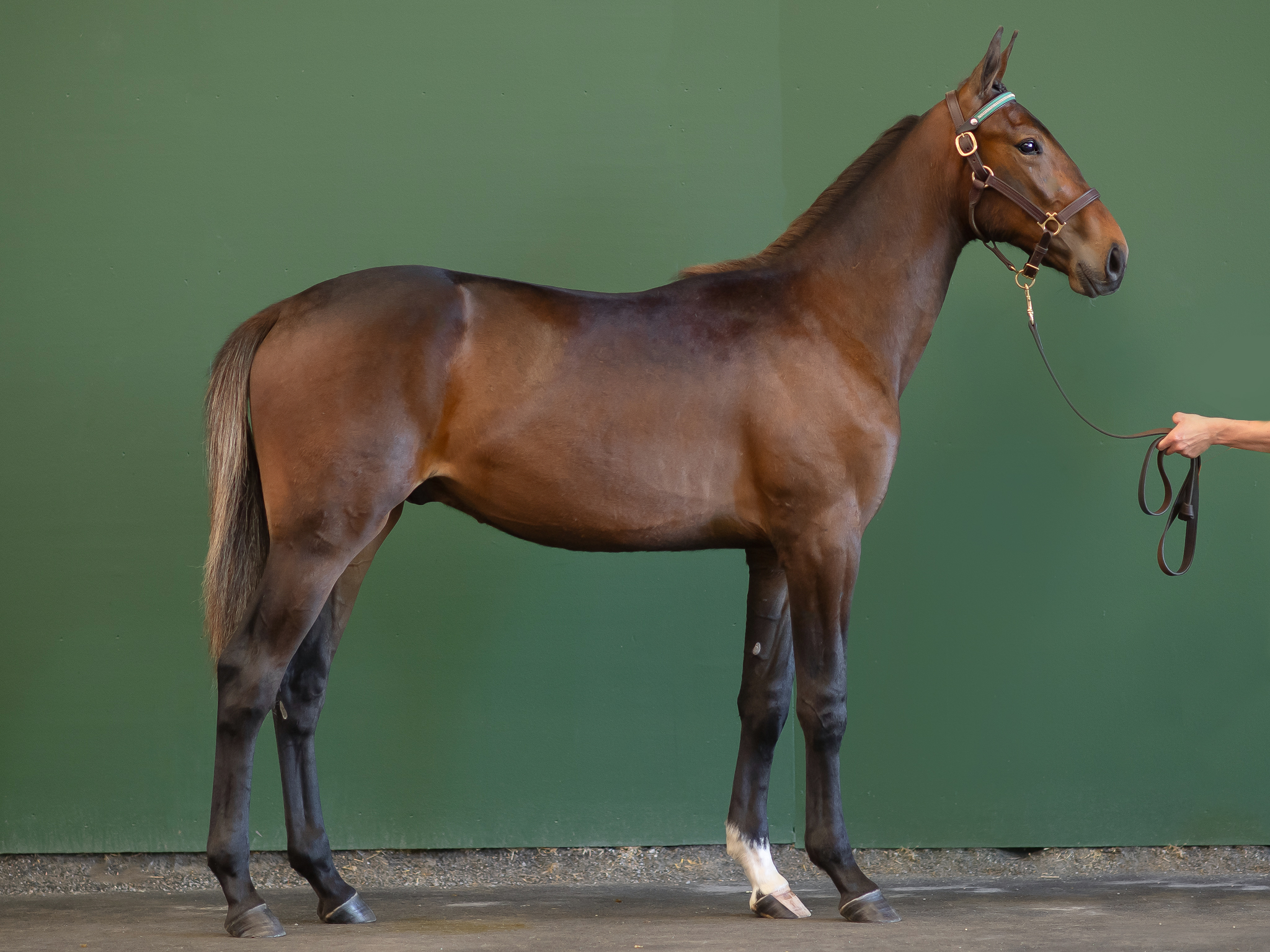 Janitor - Menhammar OnlineSales