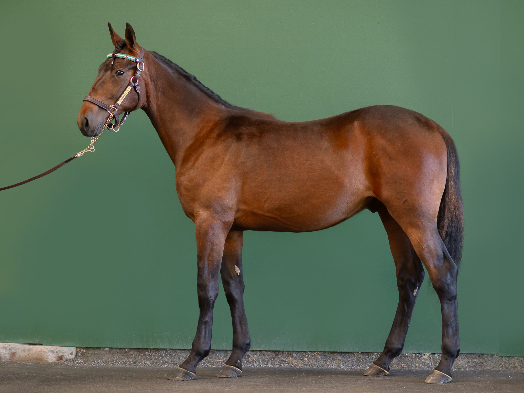 Jean Jacques - Menhammar OnlineSales