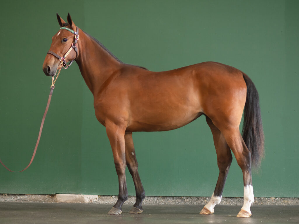 Jippi - Menhammar OnlineSales