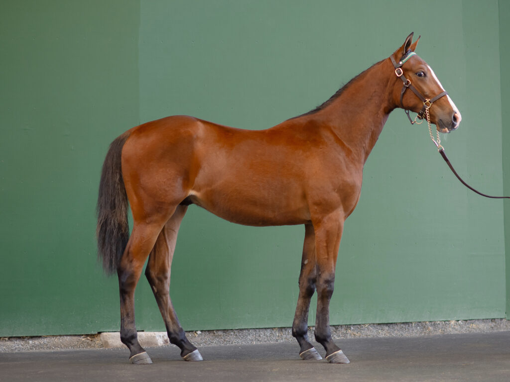 Joyabamba - Menhammar OnlineSales