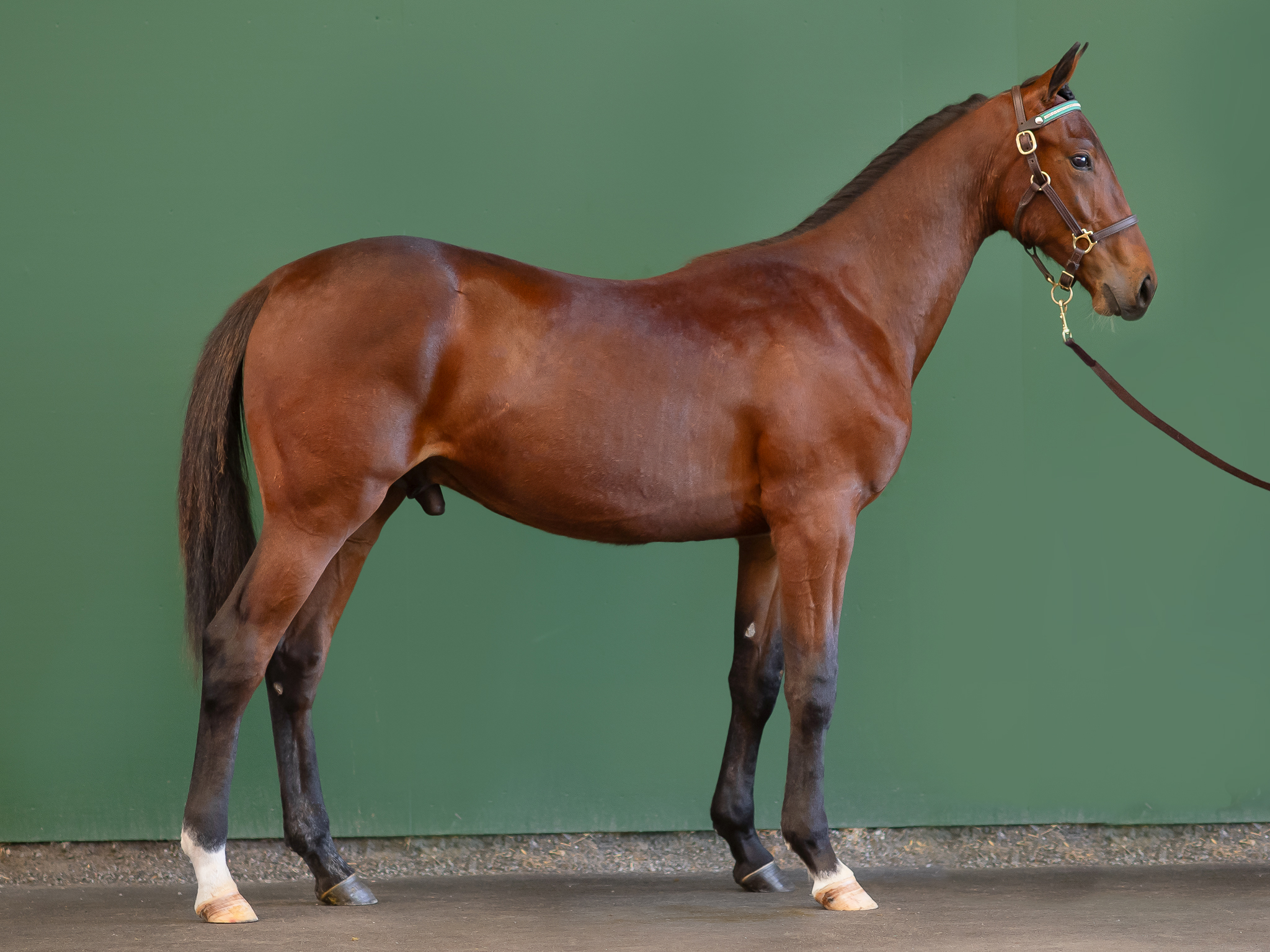 Judicious - Menhammar OnlineSales