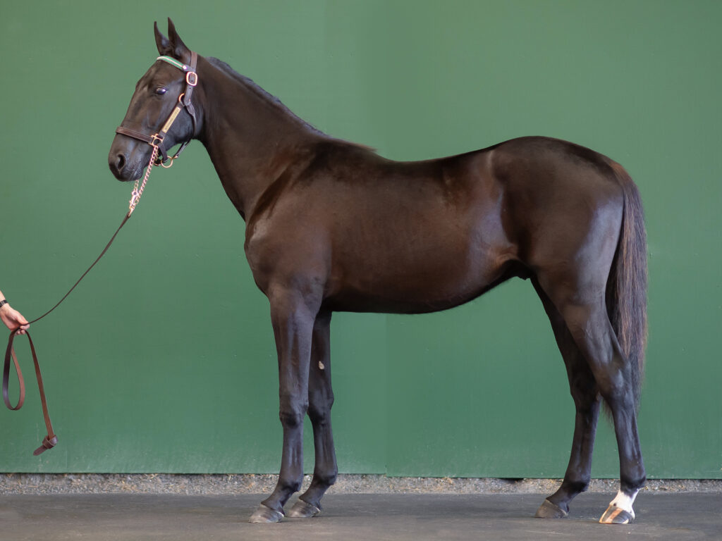 Jump Shot - Menhammar OnlineSales