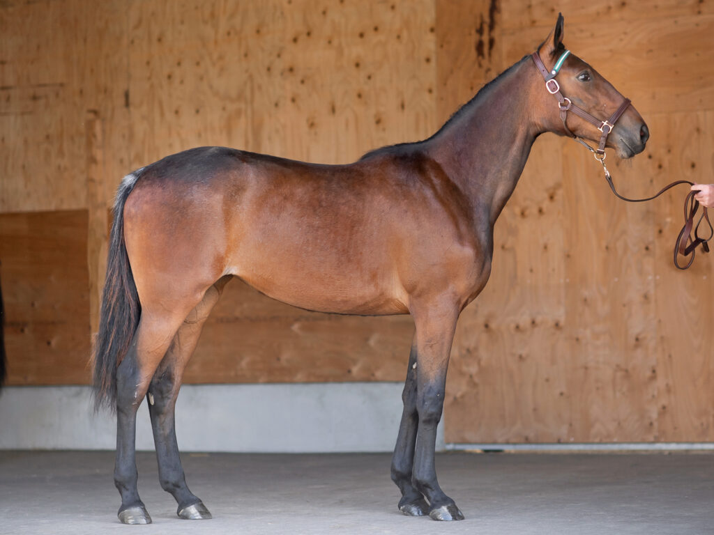 Jampacked - Menhammar OnlineSales