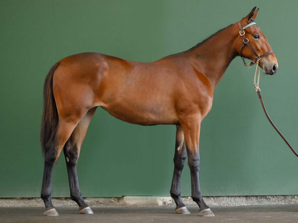 Jaunty - Menhammar OnlineSales