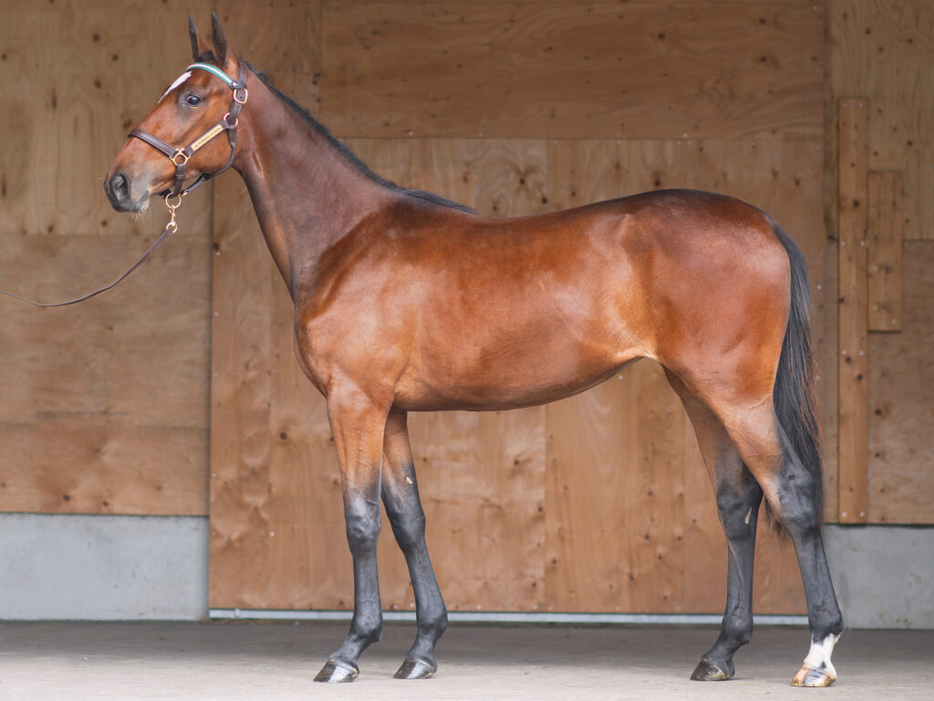 Jawbreaker - Menhammar OnlineSales