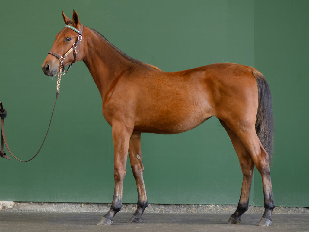 Jomba - Menhammar OnlineSales