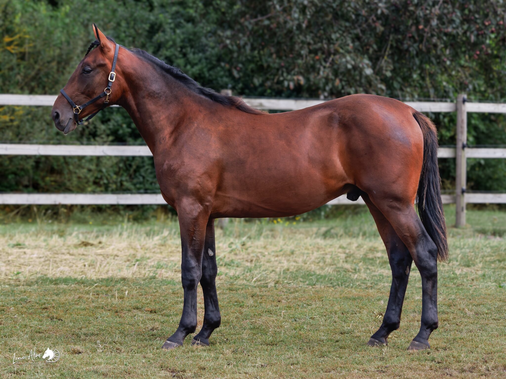 Sogeri Boko - Menhammar OnlineSales